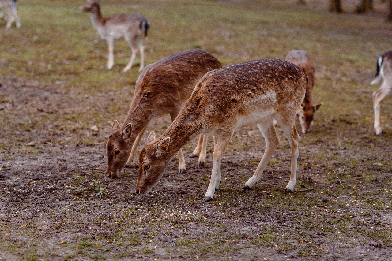 Deer Wild Nature - Free photo on Pixabay - Pixabay