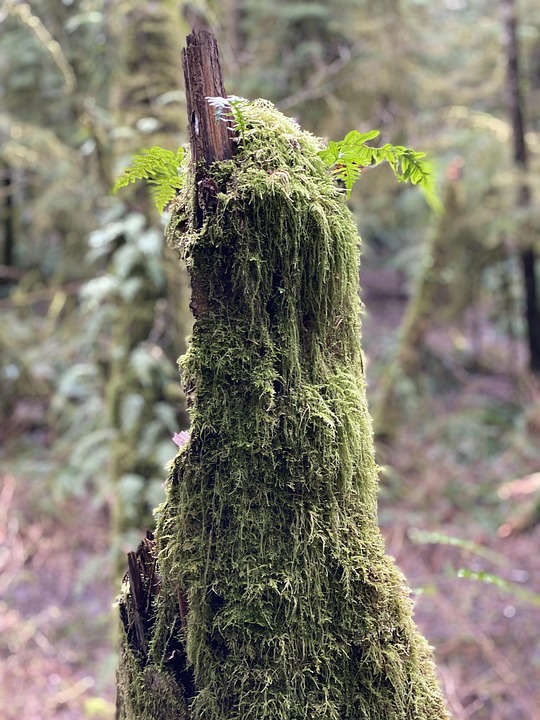 Stump Moss Tree - Free photo on Pixabay
