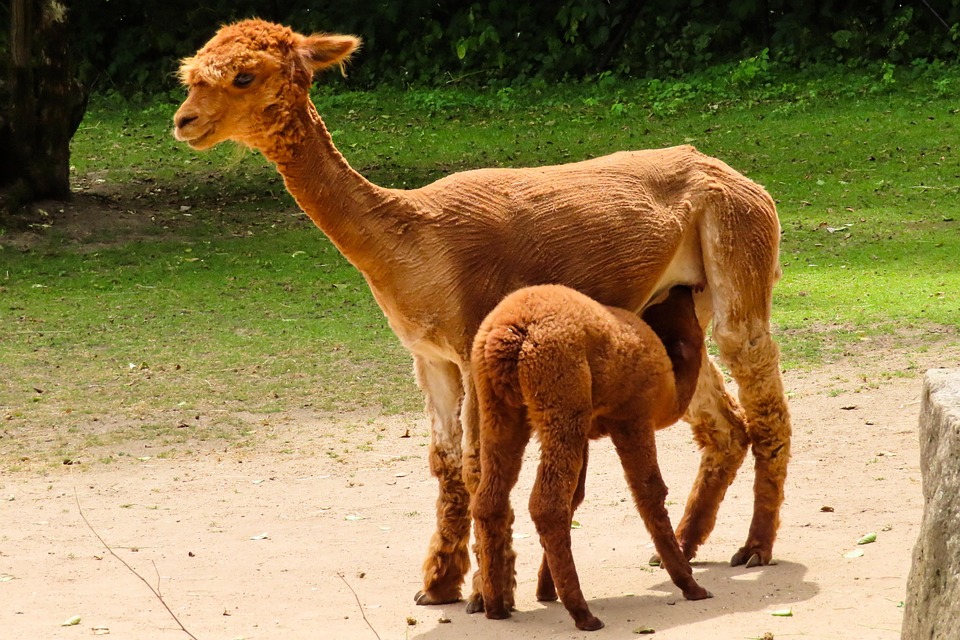 Wildlife Alpaca Farm Animal - Free photo on Pixabay - Pixabay