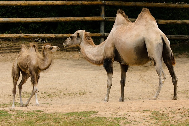 Wildlife Camel Foal Young - Free photo on Pixabay