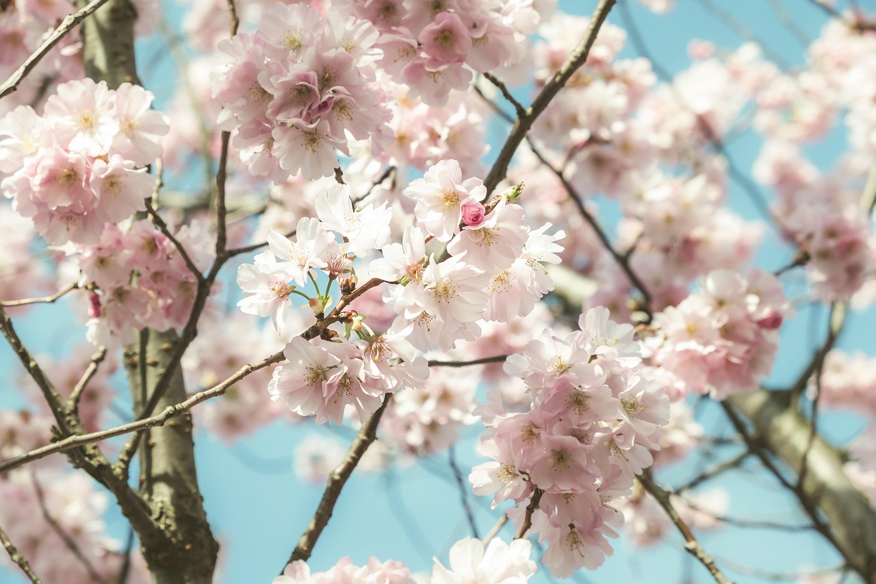 Japanese Cherry Flower Blossom - Free photo on Pixabay - Pixabay