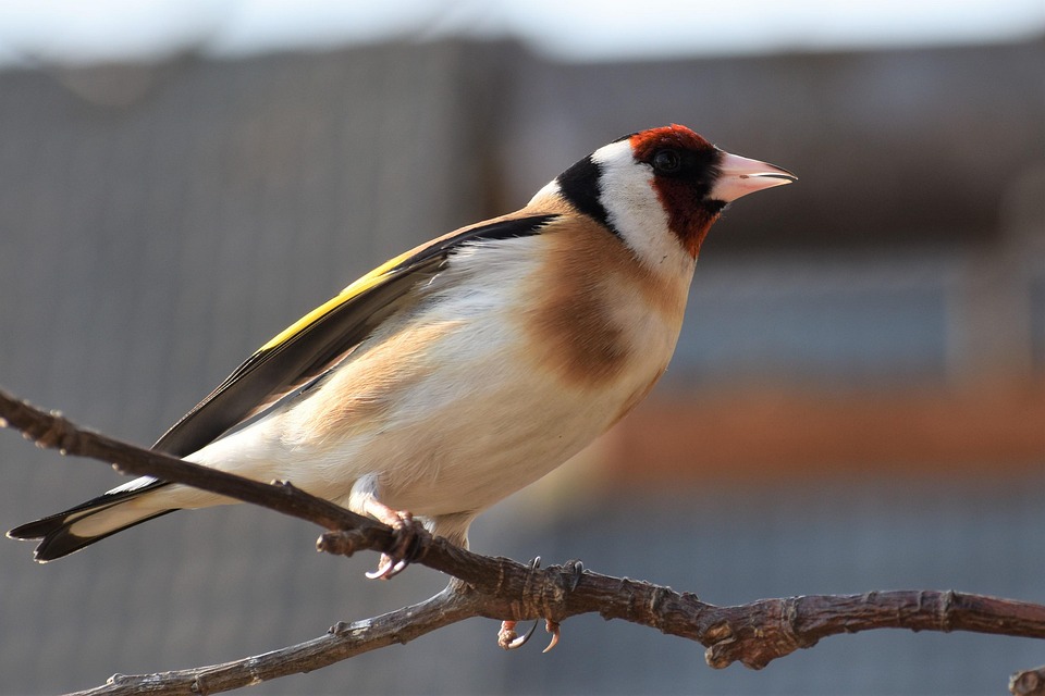 Stehlík Bird Nature - Free photo on Pixabay
