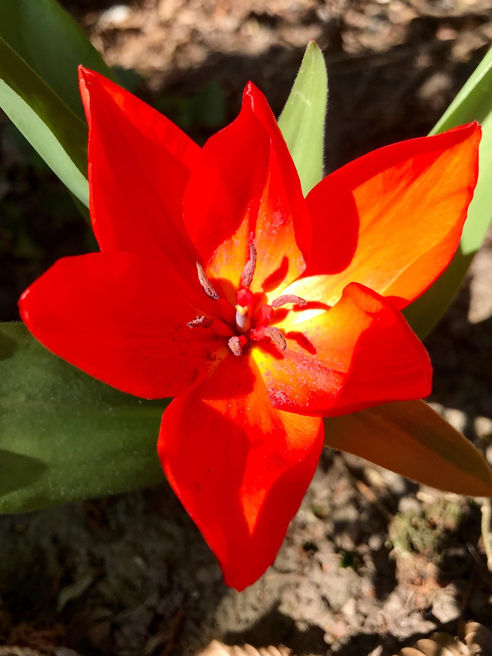 Tulip Blossom Bloom - Free photo on Pixabay - Pixabay