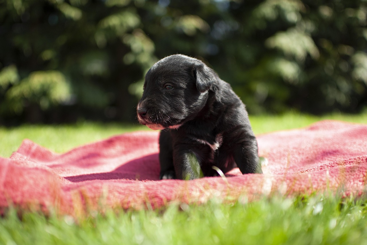 Puppy Dog Small - Free photo on Pixabay - Pixabay