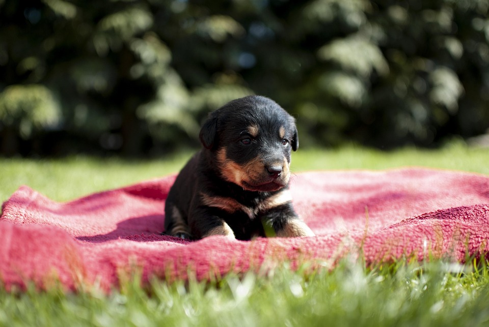 Puppy Dog Small - Free photo on Pixabay - Pixabay