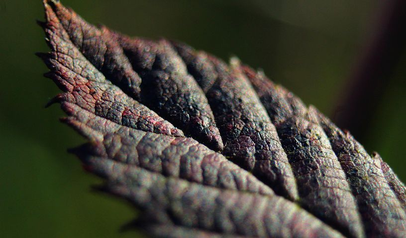 100+ Free Blurred Leaves Background & Nature Images - Pixabay