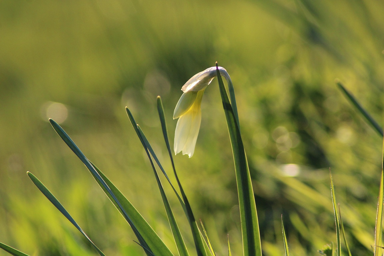 Easter Bell Blossom Bloom - Free photo on Pixabay - Pixabay