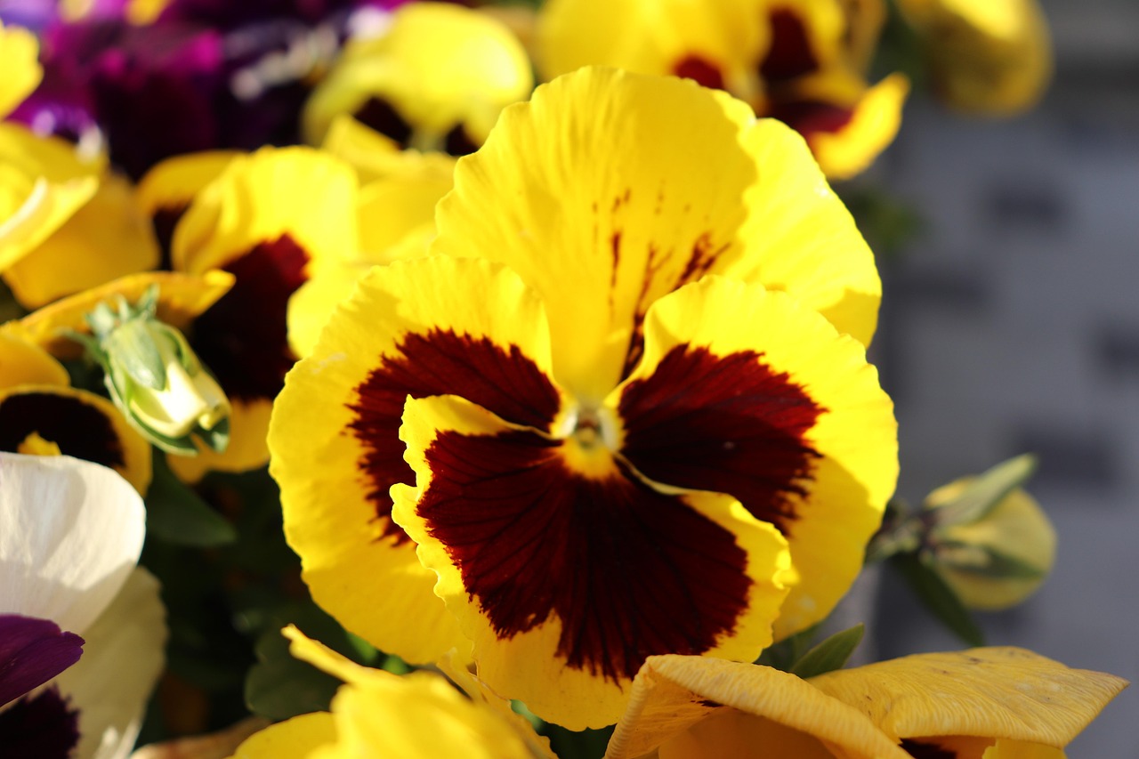 Banci Bunga Kuning Musim - Foto gratis di Pixabay
