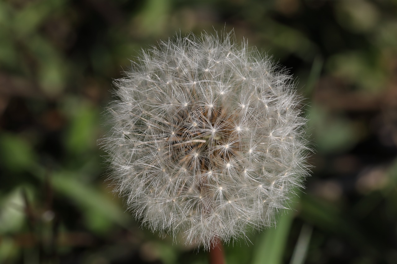 Pusteblume Löwenzahn Natur - Kostenloses Foto auf Pixabay - Pixabay