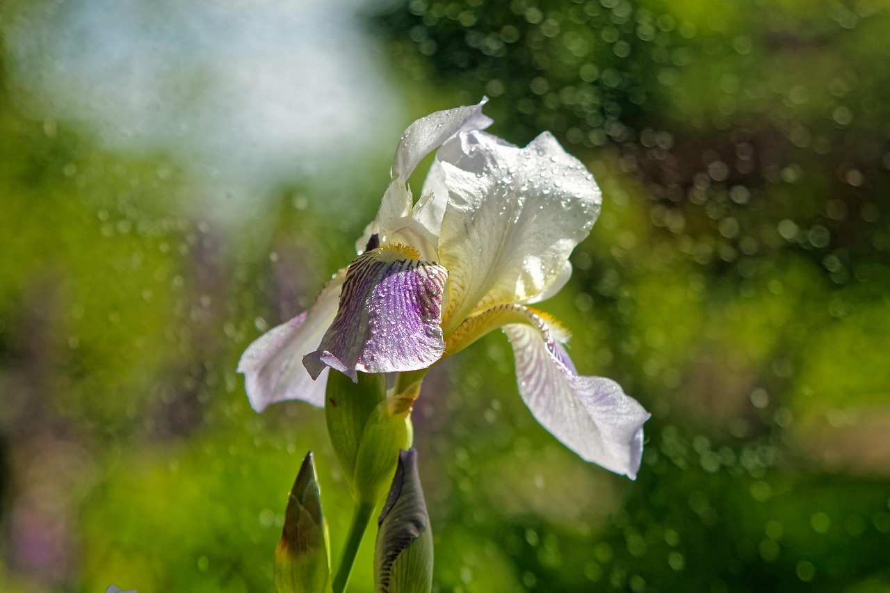 Bunga Musim Panas Makro - Foto gratis di Pixabay - Pixabay