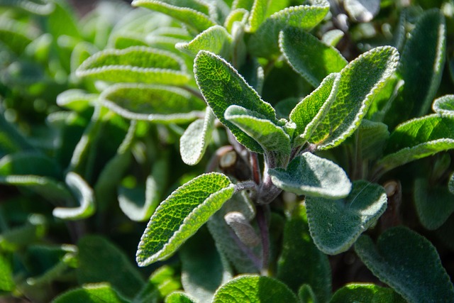 Salbei Gartensalbei Jungtriebe - Kostenloses Foto auf Pixabay - Pixabay