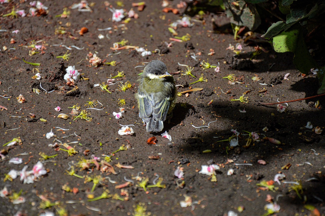 Oiseau Oisillon Nature - Photo gratuite sur Pixabay