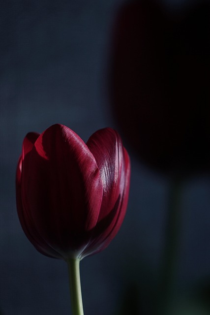 Floare Lalea Primăvară - Fotografie gratuită pe Pixabay - Pixabay