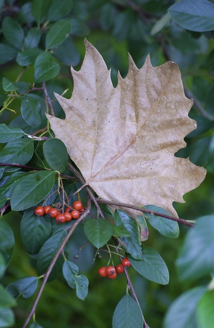 Otoño Hoja Frutos Rojos - Foto gratis en Pixabay - Pixabay