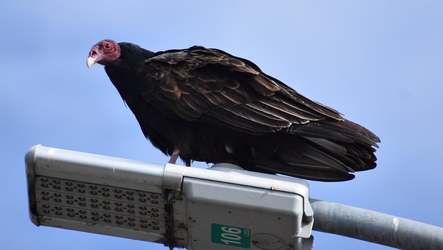 Turkey Buzzard Bird Street Lamp - Free photo on Pixabay - Pixabay