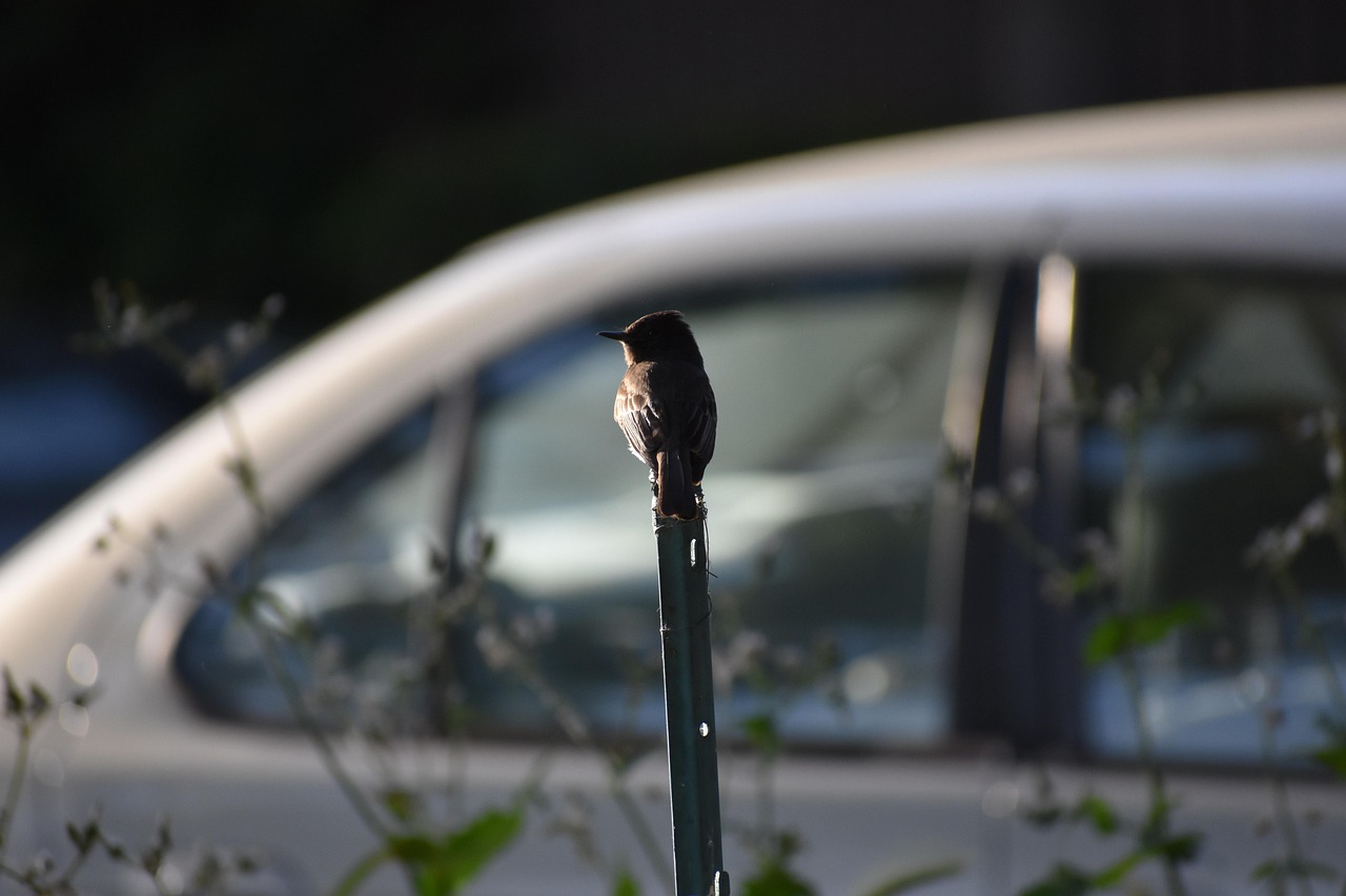 Coche Pájaro - Foto gratis en Pixabay - Pixabay