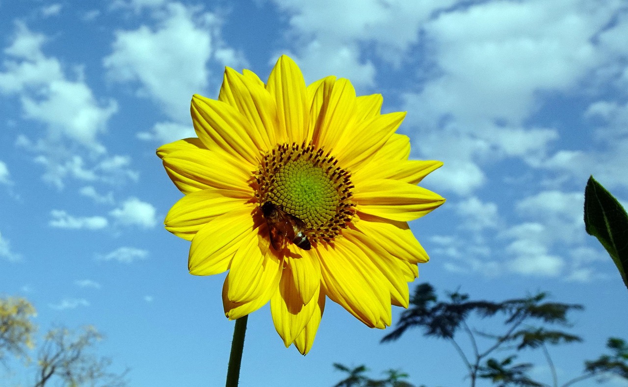 Flor Girasol Ornamental - Foto gratis en Pixabay - Pixabay
