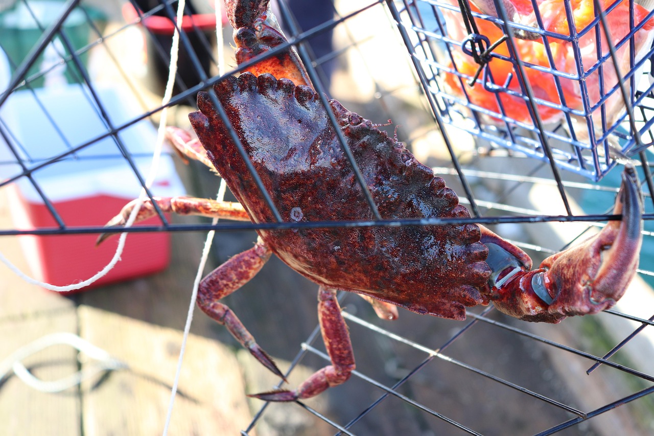Crabe Casier À Crabes Faire De La - Photo gratuite sur Pixabay - Pixabay
