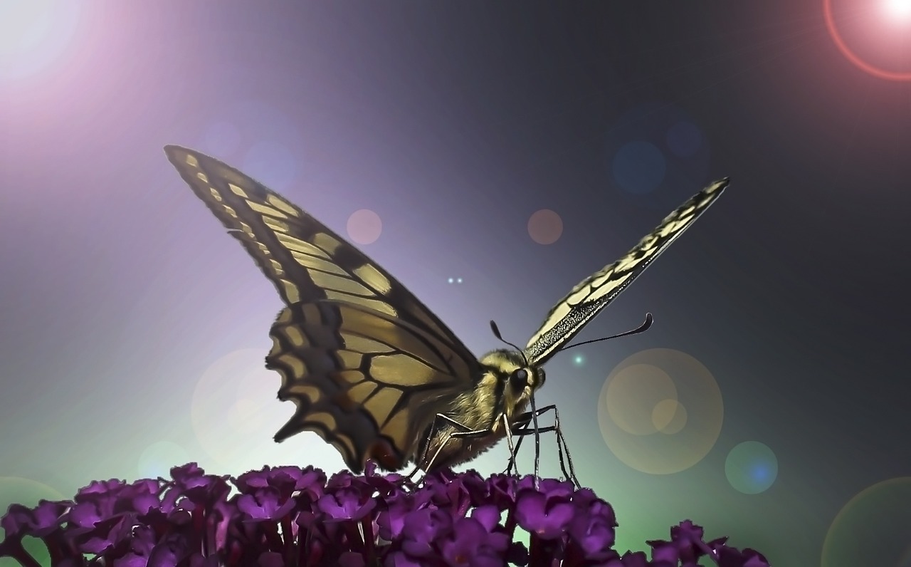 Butterfly Butterflies Insect - Free photo on Pixabay