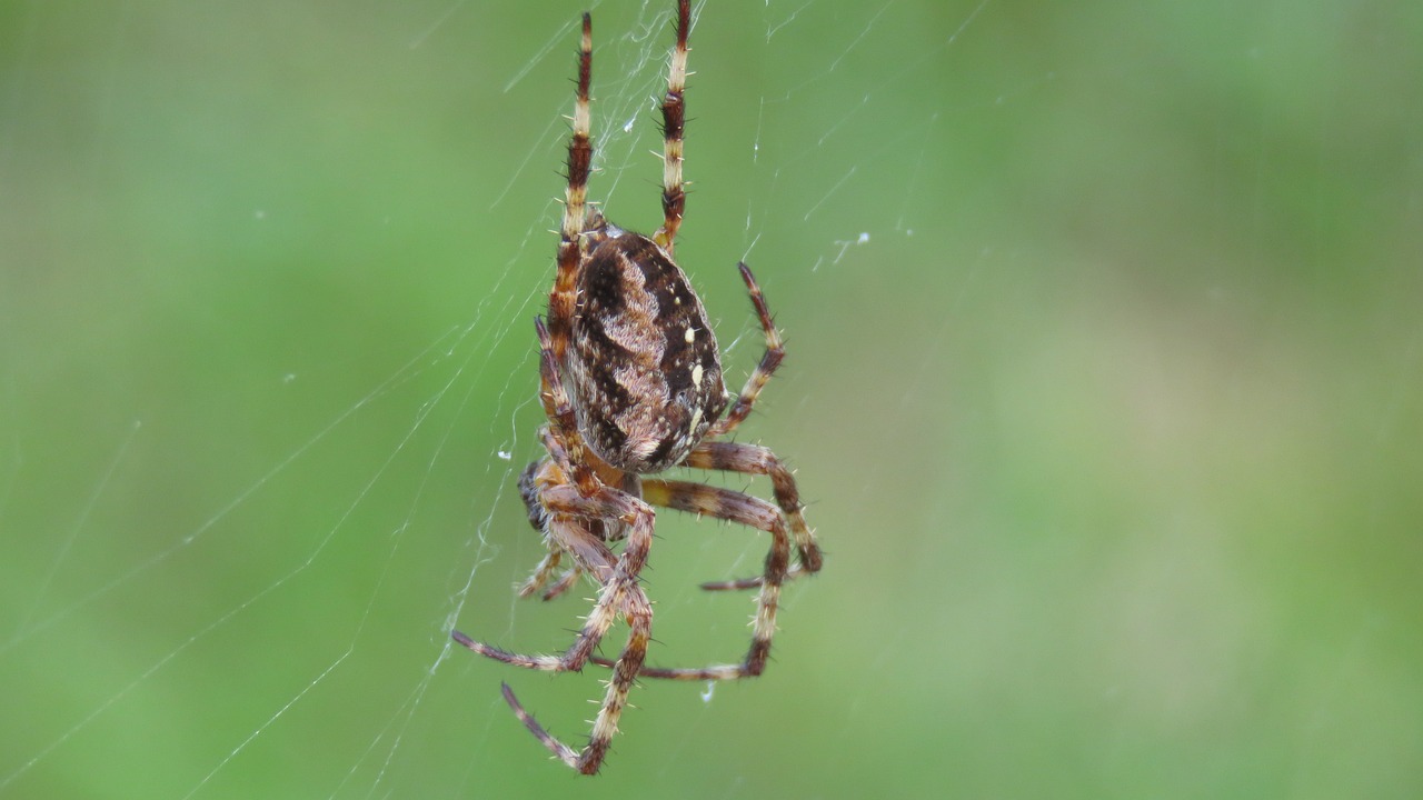 Spider Cobwebs Wildlife - Free photo on Pixabay - Pixabay