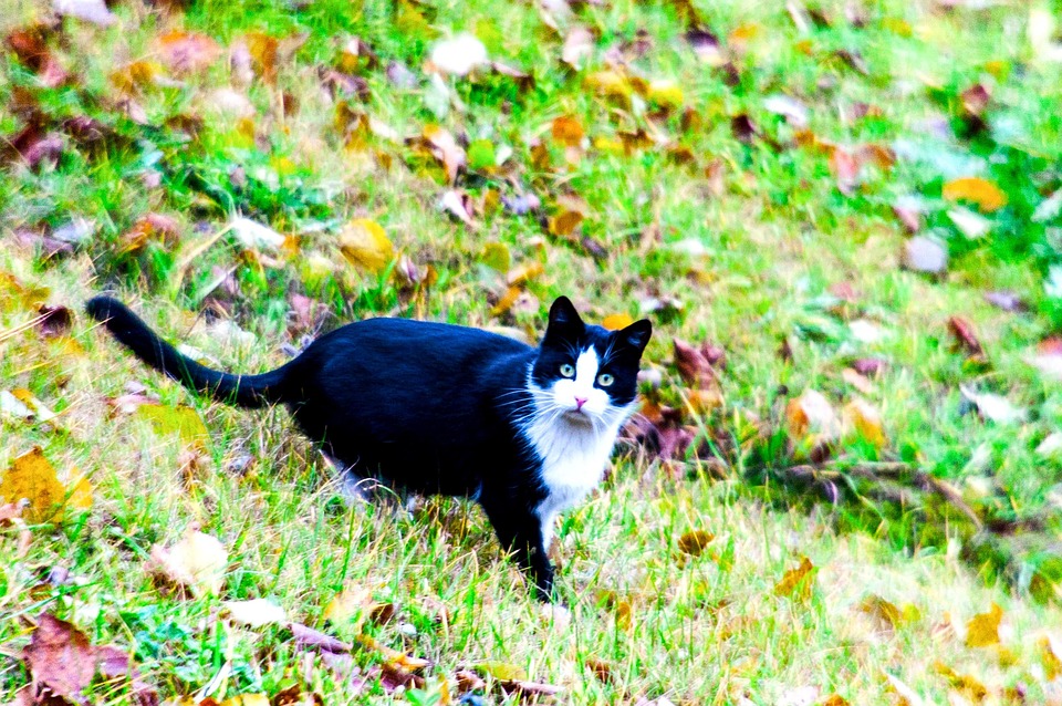 Le Chat Sur L'Herbe Dans - Photo gratuite sur Pixabay
