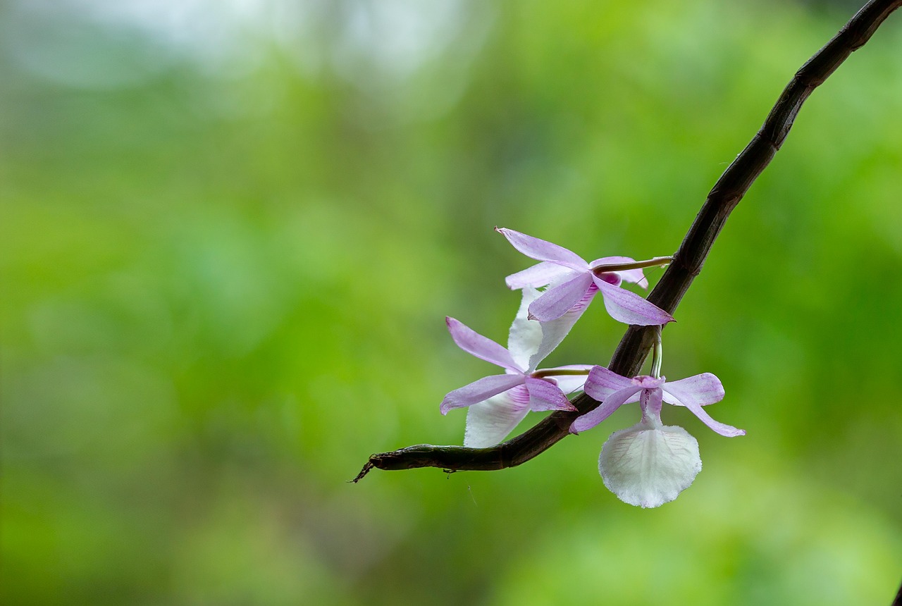 Dendrobium Cretaceum Orchidea Thao - Darmowe zdjęcie na Pixabay - Pixabay