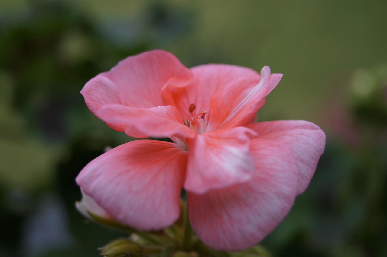 Flower Picture Plant - Free photo on Pixabay - Pixabay