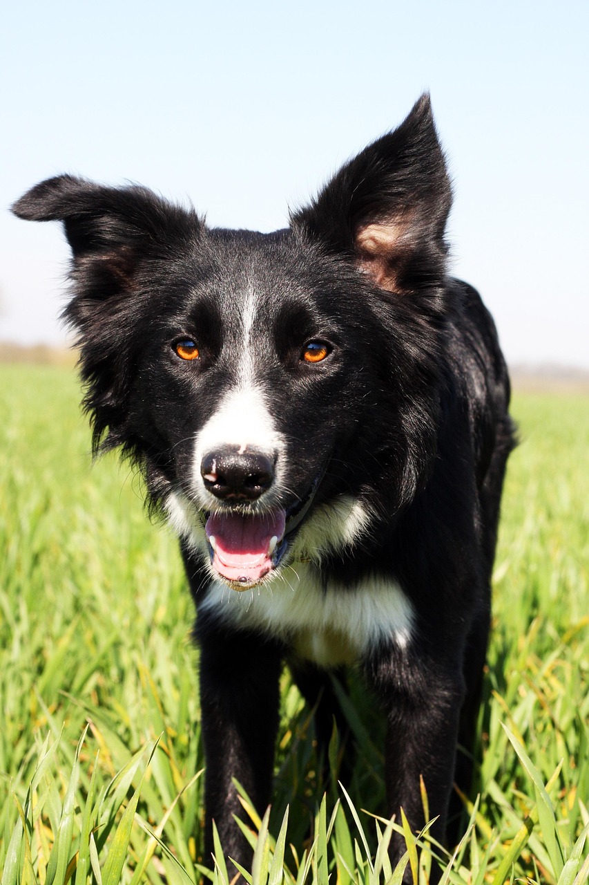 20,000+ Free Easter Dog & Easter Images - Pixabay