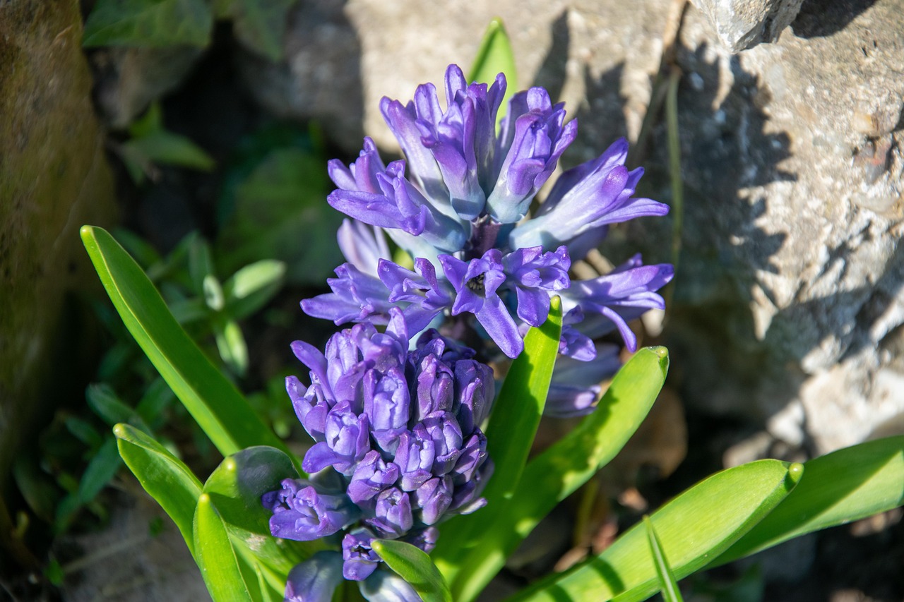 Hyacinth Flowers Garden - Free photo on Pixabay - Pixabay
