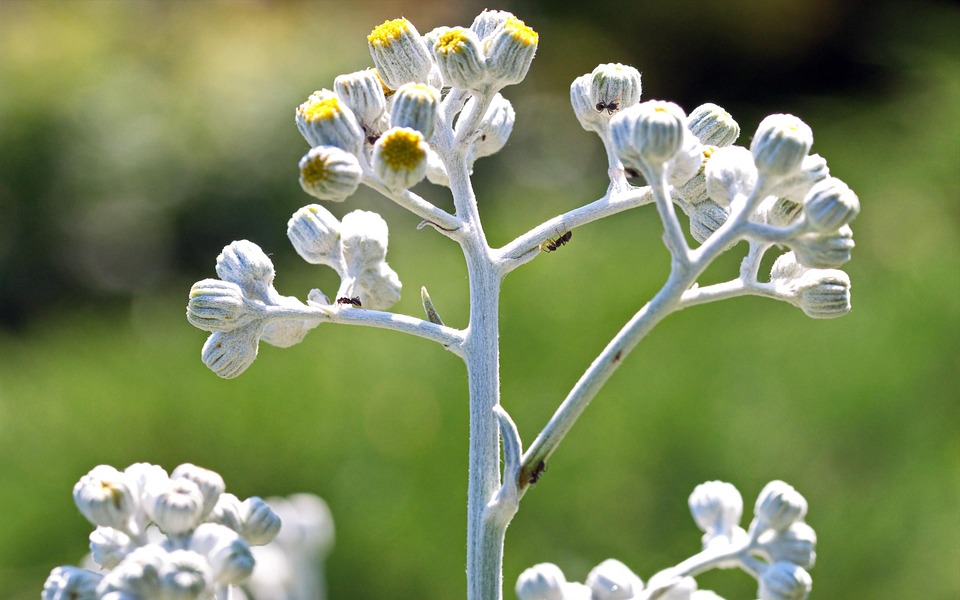 La Planta Decorativos Blanco - Foto gratis en Pixabay - Pixabay