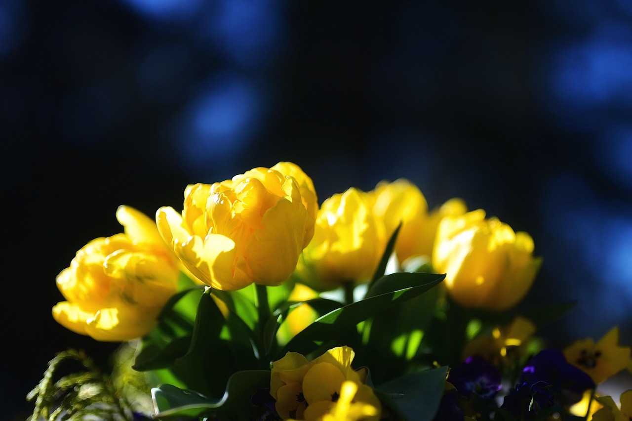 Tulipanes Radiante Amarillo Racimo - Foto gratis en Pixabay - Pixabay