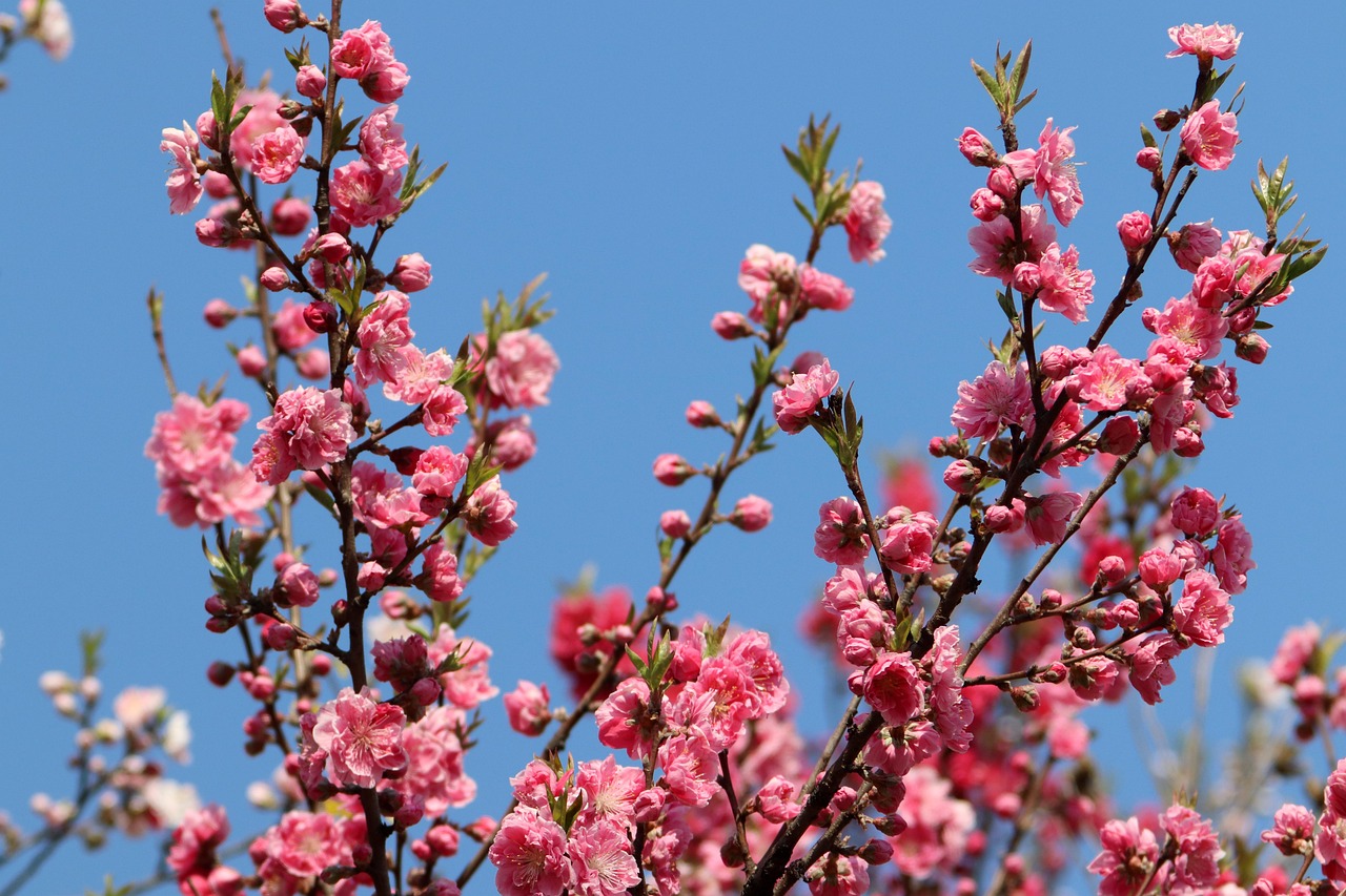 Cherry Blossom Fold Spring - Free photo on Pixabay - Pixabay