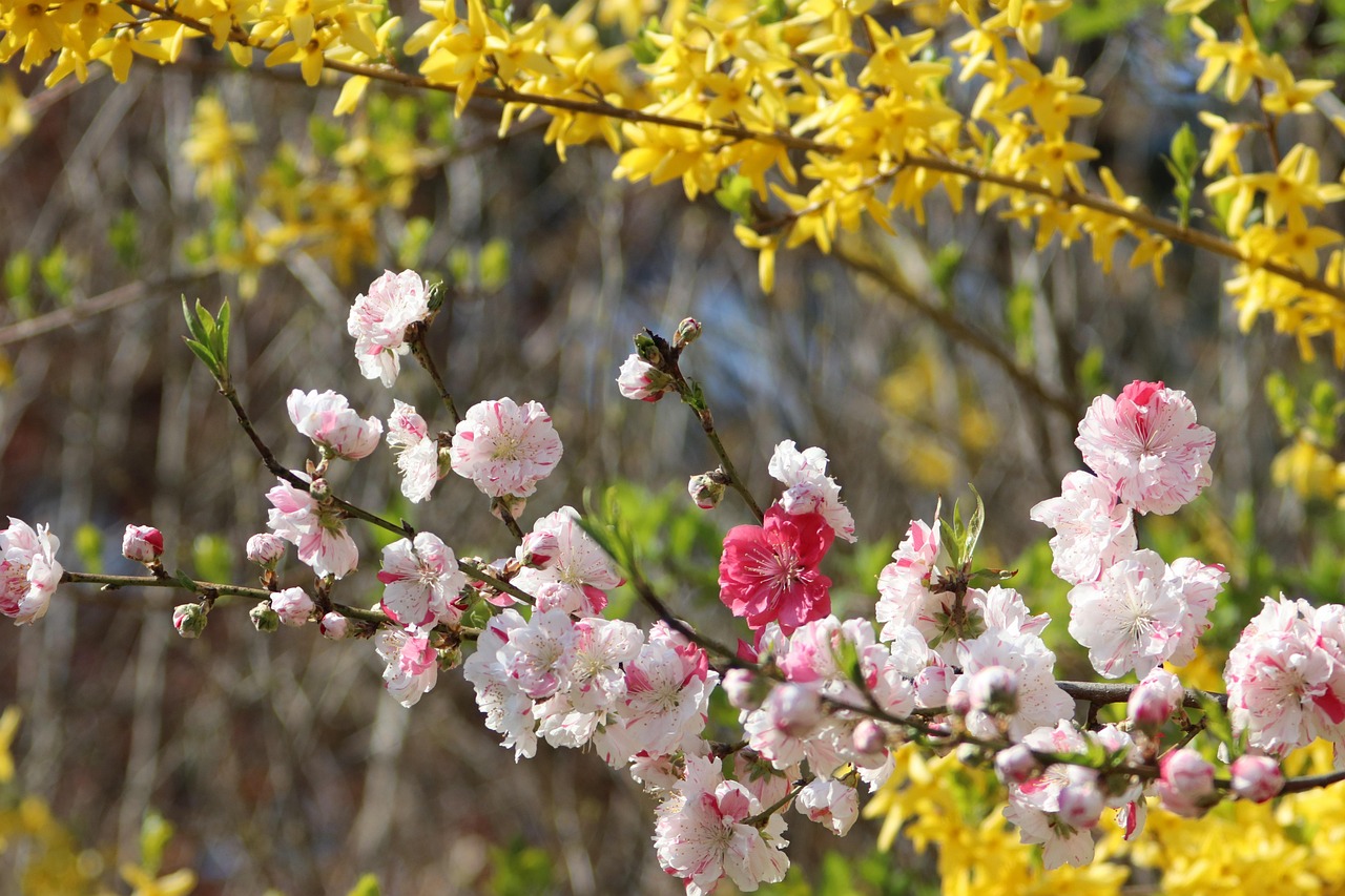Cherry Blossom Fold Spring - Free photo on Pixabay