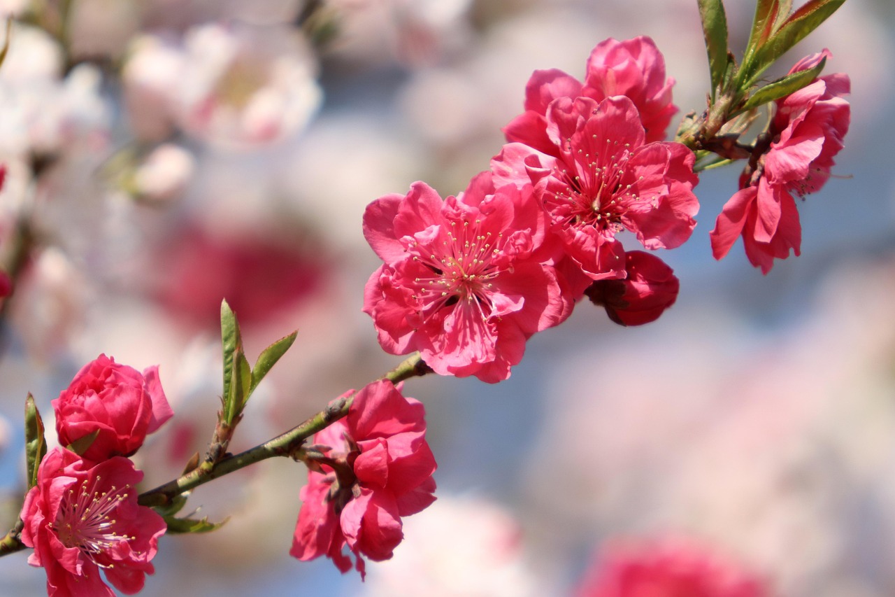 Cherry Blossom Fold Spring - Free photo on Pixabay - Pixabay