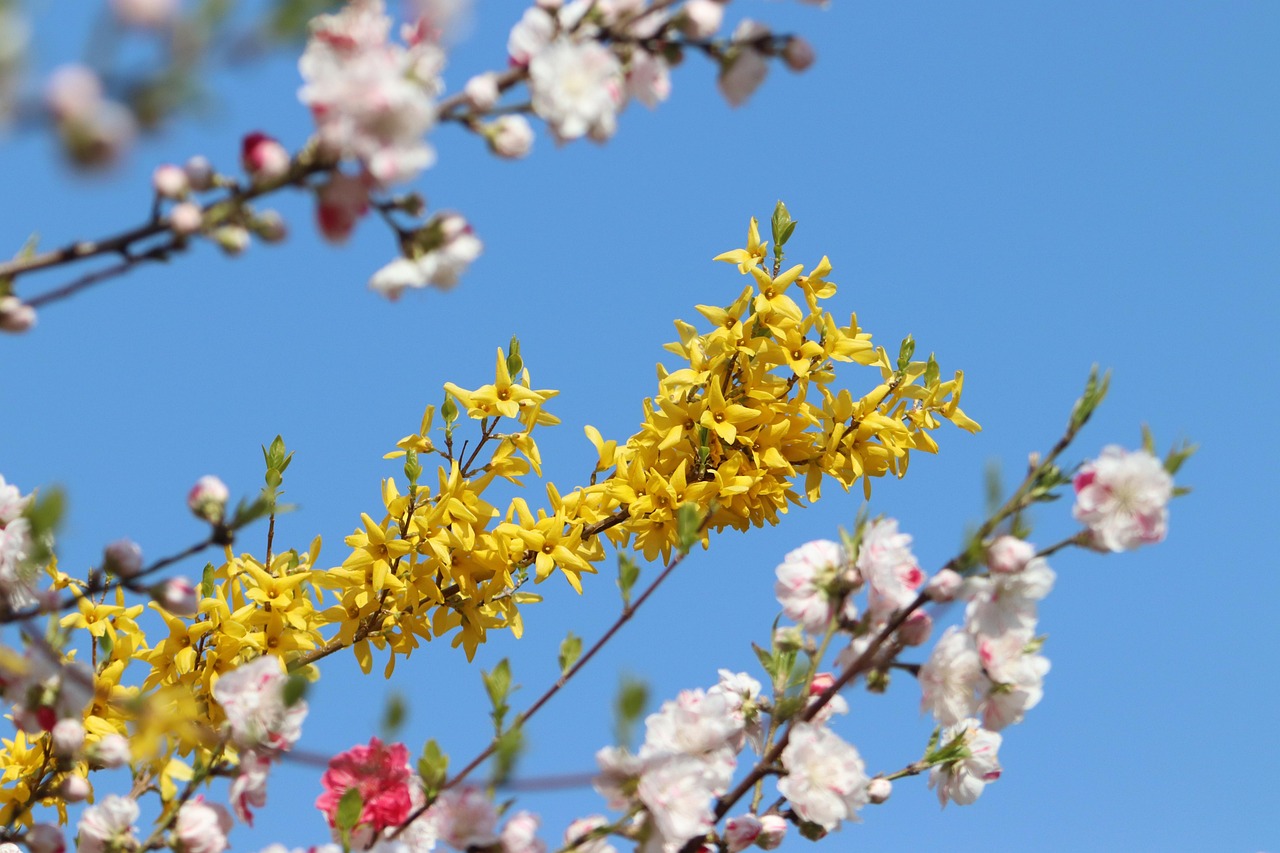 Cherry Blossom Fold Spring - Free photo on Pixabay - Pixabay