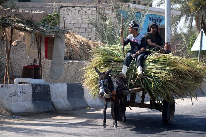 20+ Free Donkey Cart & Donkey Images - Pixabay