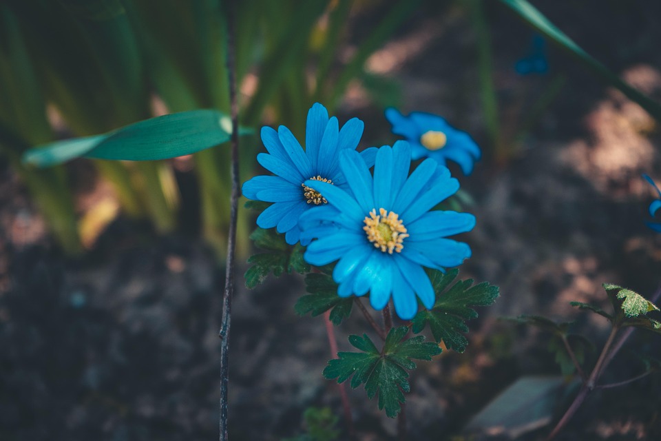 Anemone Kukka Puutarha Vakiotyyppi - Ilmainen valokuva Pixabayssa - Pixabay