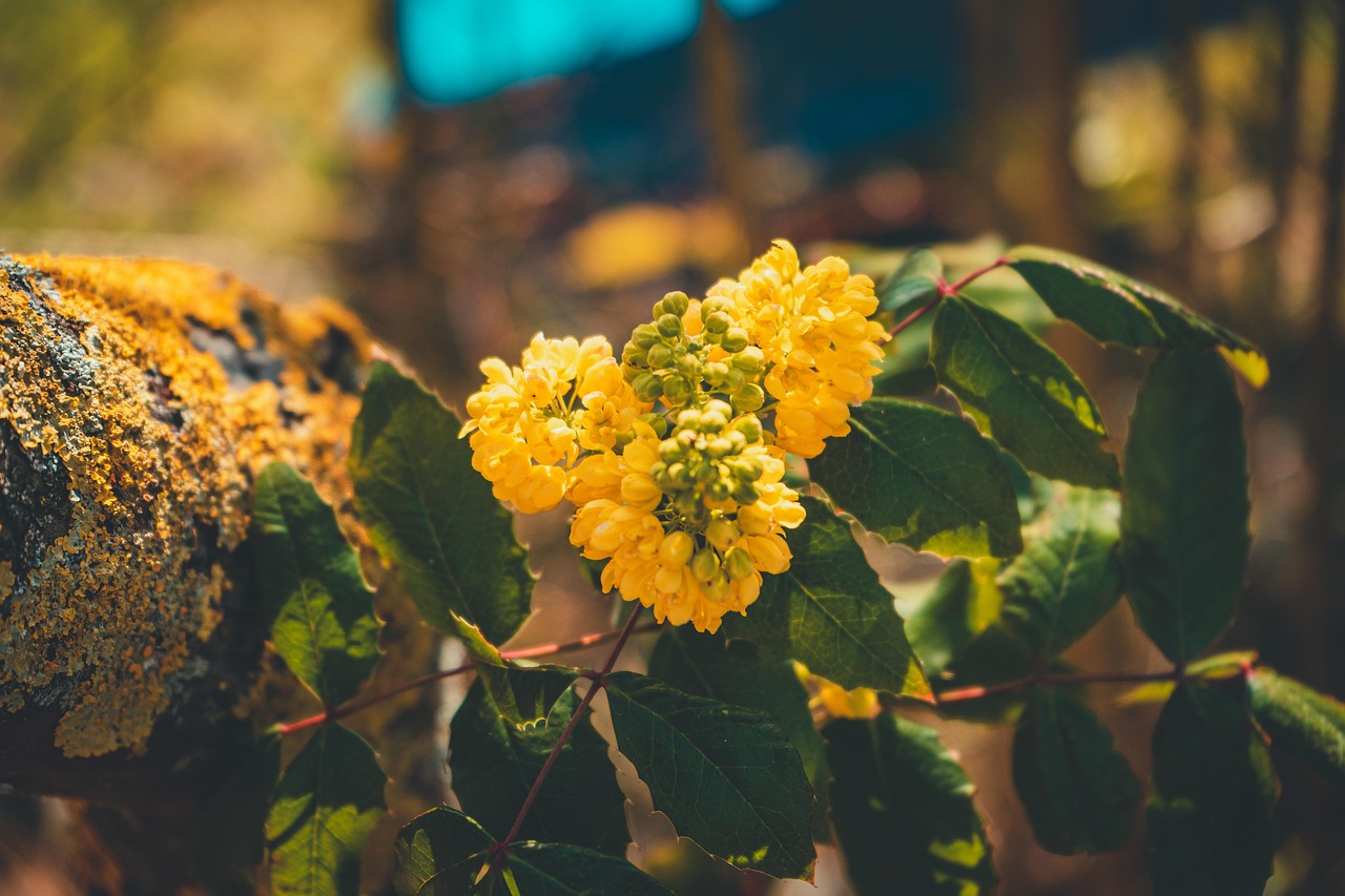 Mahonia Květina Zahrada Jaro - Fotografie zdarma na Pixabay - Pixabay