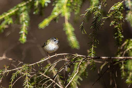 30+ Free Goldcrest & Bird Images