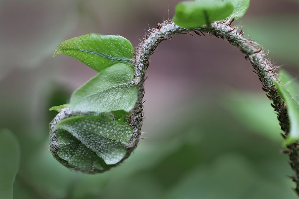 Hart'S-Tongue Fern Sickle - Free photo on Pixabay - Pixabay