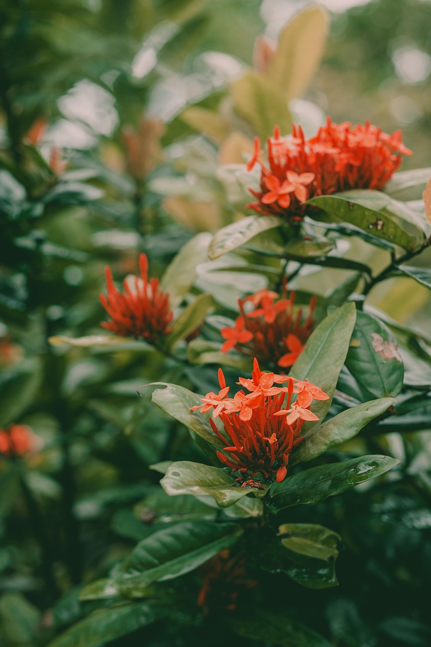 Flower Pretty Buds - Free photo on Pixabay - Pixabay