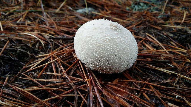 Champignons Champignon Mousse - Photo gratuite sur Pixabay - Pixabay