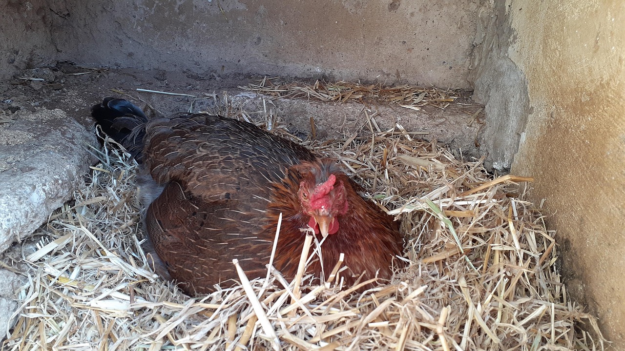 Poulet Poule La Volaille - Photo gratuite sur Pixabay - Pixabay