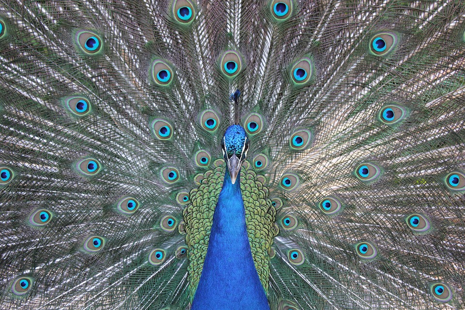 Turkey Peacock Bird - Free photo on Pixabay - Pixabay