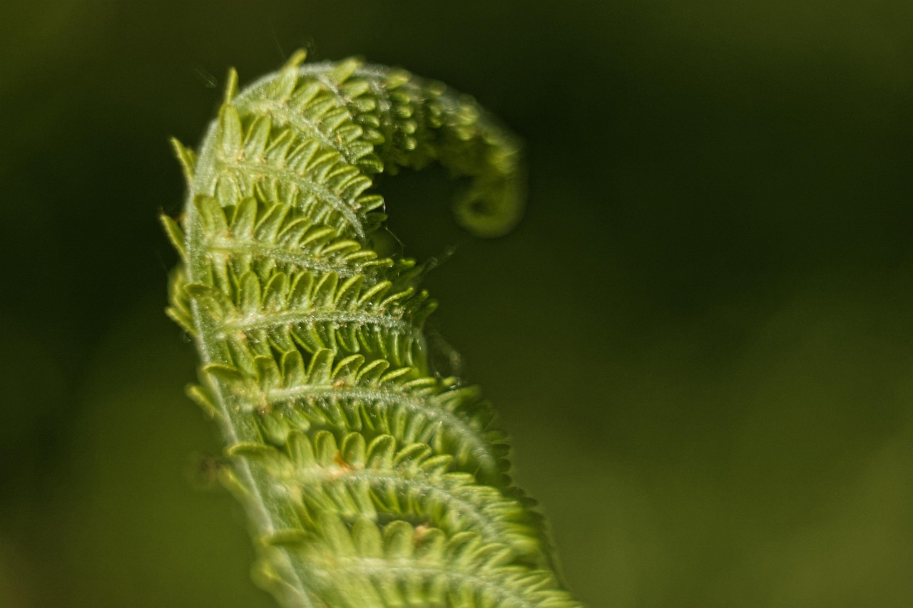 Green Macro Fern - Free photo on Pixabay