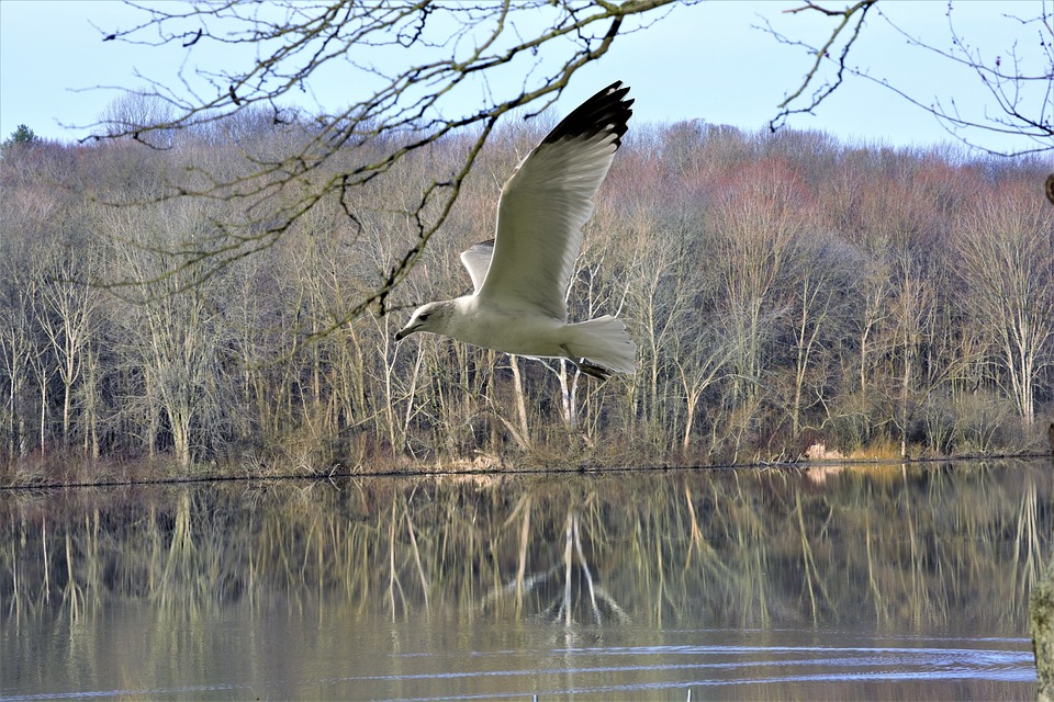Seabird Flying Closeup - Free photo on Pixabay