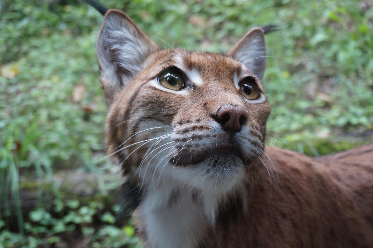 400+ Free Lynx & Animal Images - Pixabay