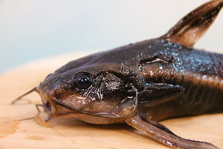 70+ Gambar Ikan Lele & Ikan Gratis - Pixabay