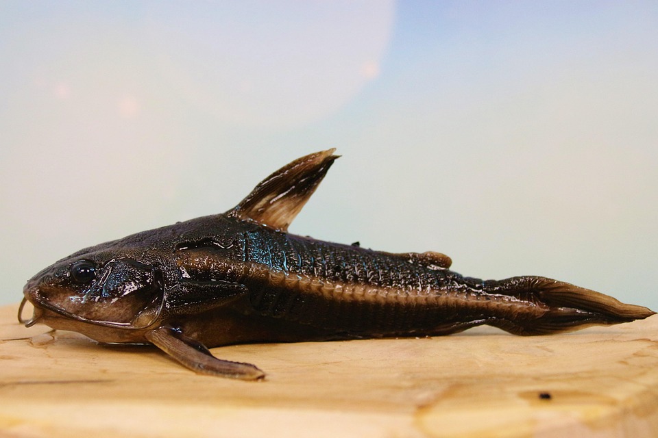 Line Of Thorny Catfish Fish - Free photo on Pixabay - Pixabay