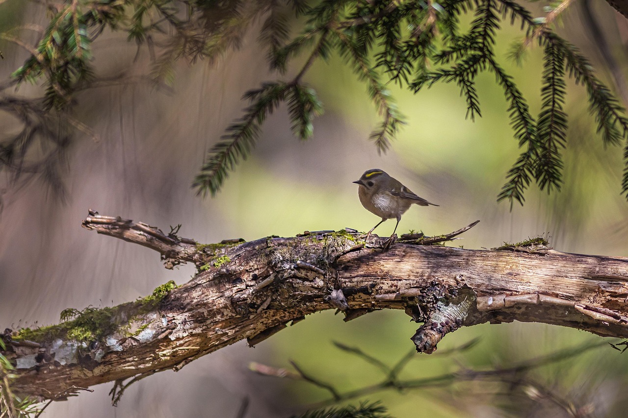 Goldcrest Regulus Bird - Free photo on Pixabay - Pixabay